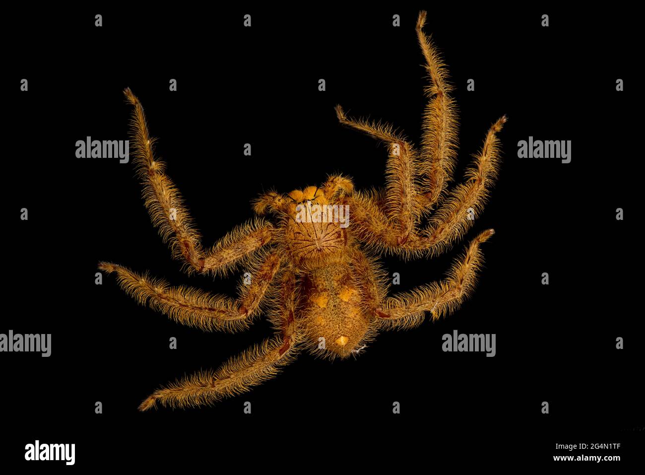 David Bowie spider (Heteropoda davidbowie Stock Photo - Alamy