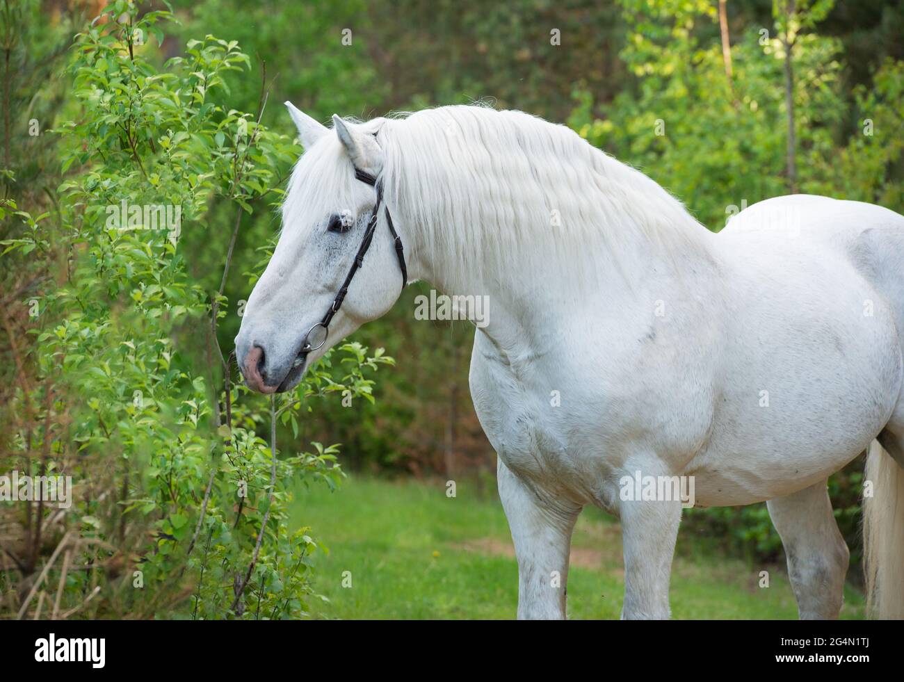 Portrait Of Percheron Horse High Resolution Stock Photography and ...