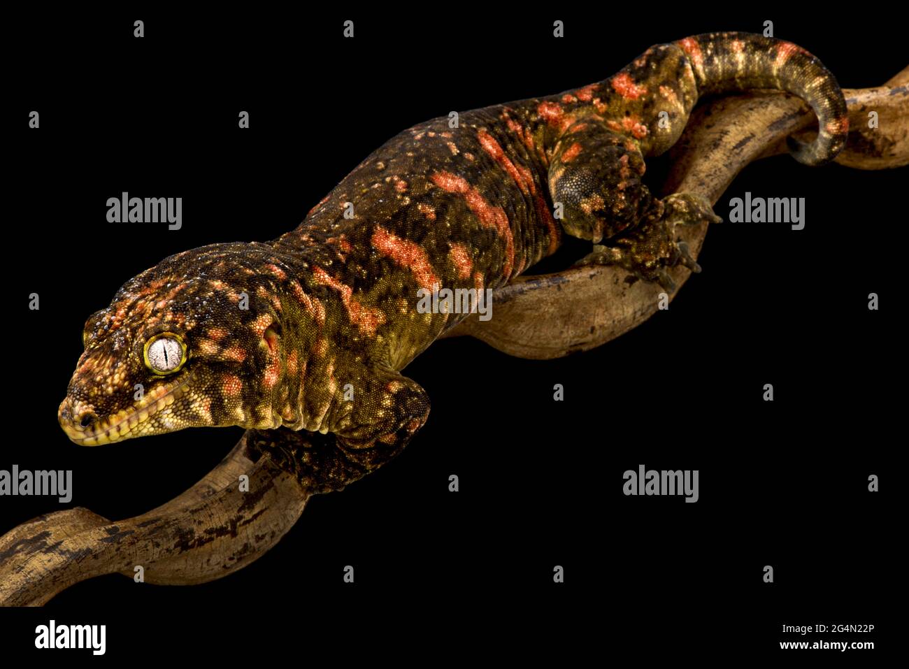 New Caledonian giant gecko "red bar" Grand Terre (Rhacodactylus ...