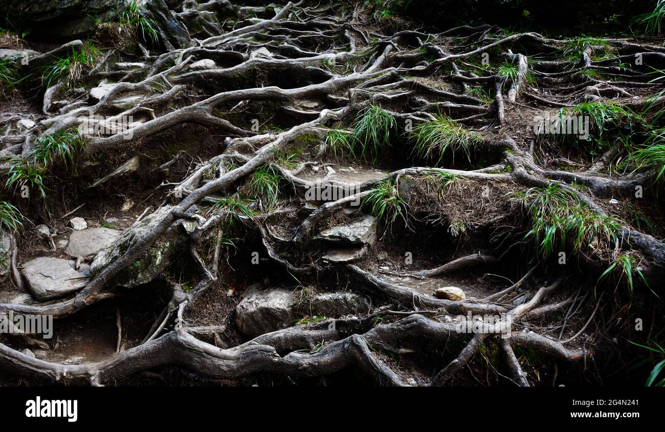 Closeup of long tree roots on the ground Stock Photo - Alamy