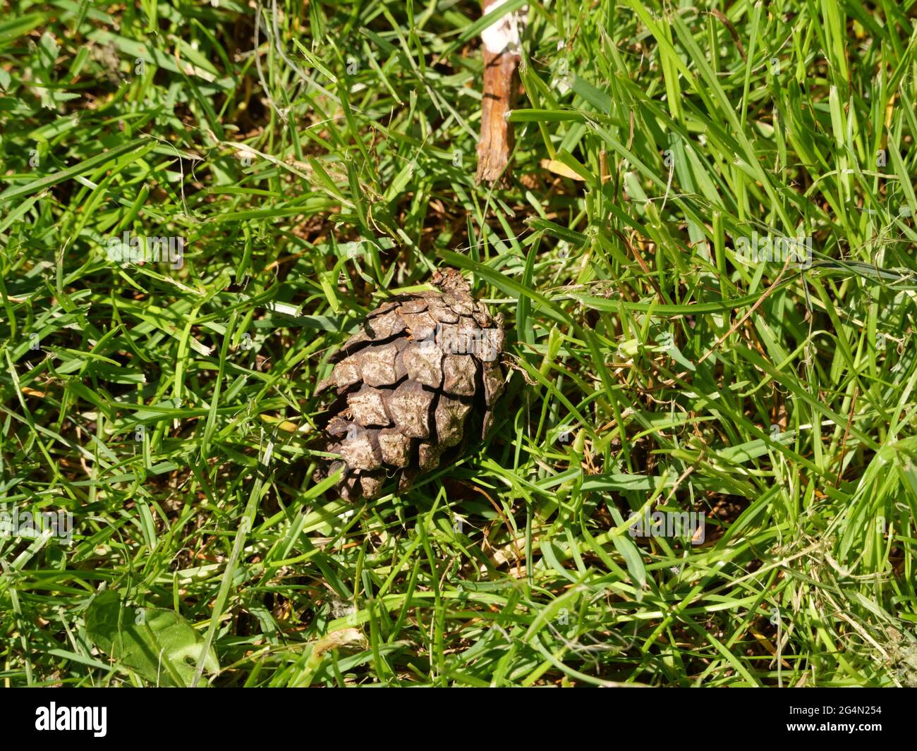 Top view of a pine cone on the ground Stock Photo - Alamy