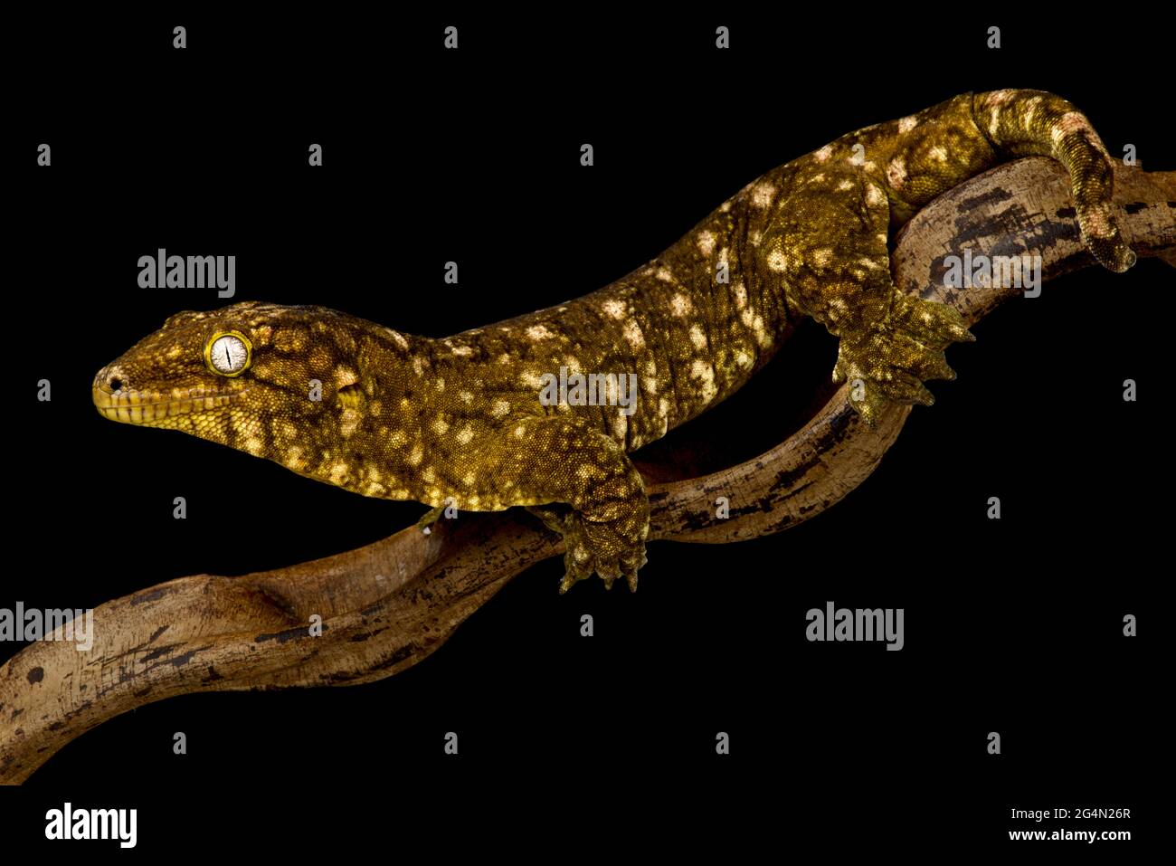 New caledonian giant gecko hi-res stock photography and images - Alamy