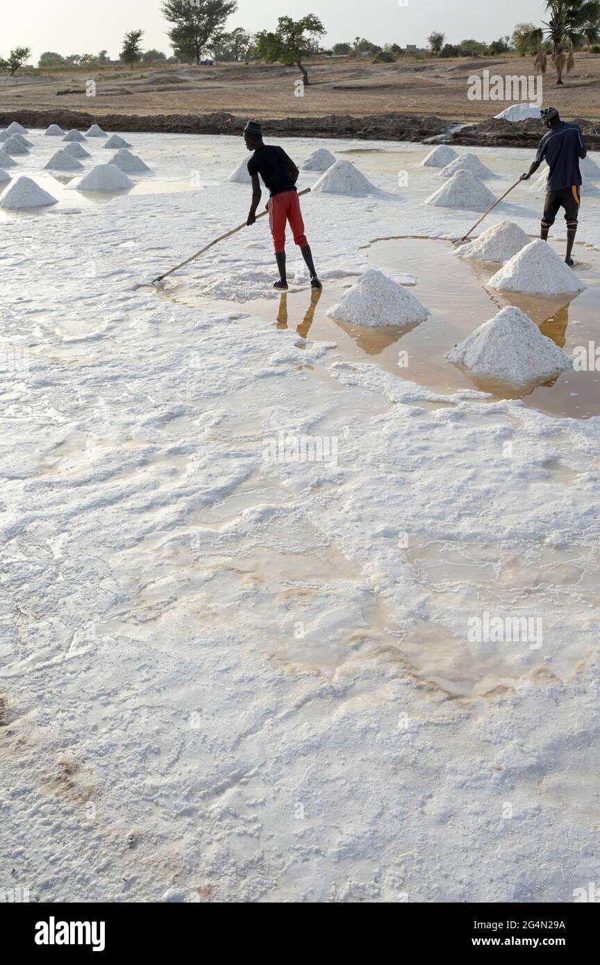 SENEGAL, Kaolack, salt works in saline, sea-salt pans in Saloum river ...