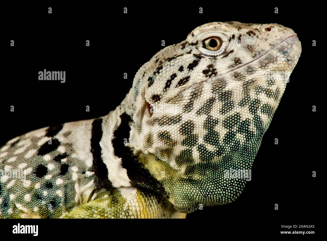 Black-spotted collared lizard (Crotaphytus collaris melanomaculatus ...