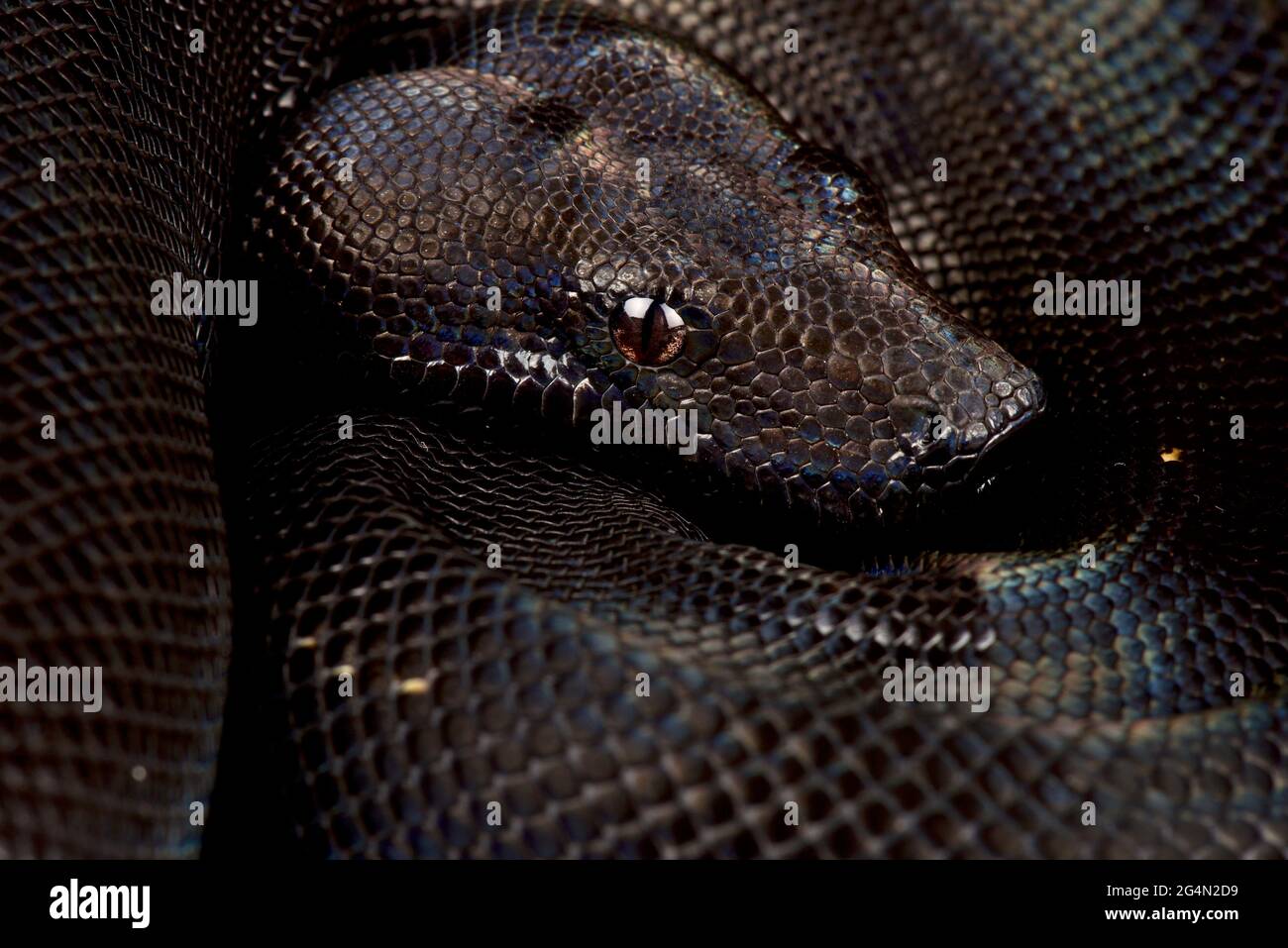 Boa imperator "Black,increased melanism gene" (Boa imperator Stock ...