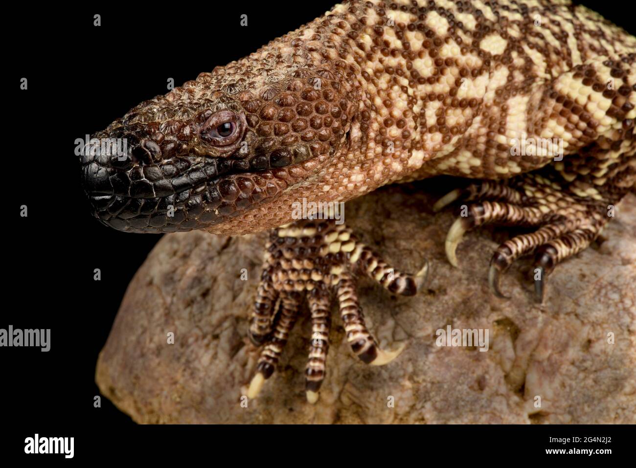 Rio fuerte beaded lizard heloderma exasperatum hi-res stock photography ...