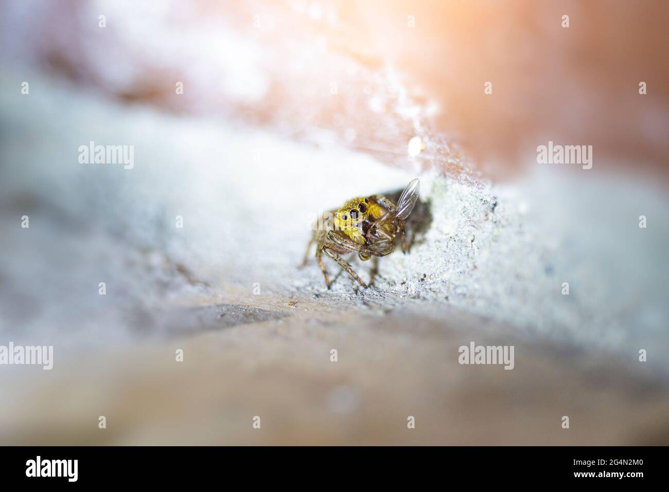 Small Black, brown, and White Jumping spider, salticidae, eating a ...