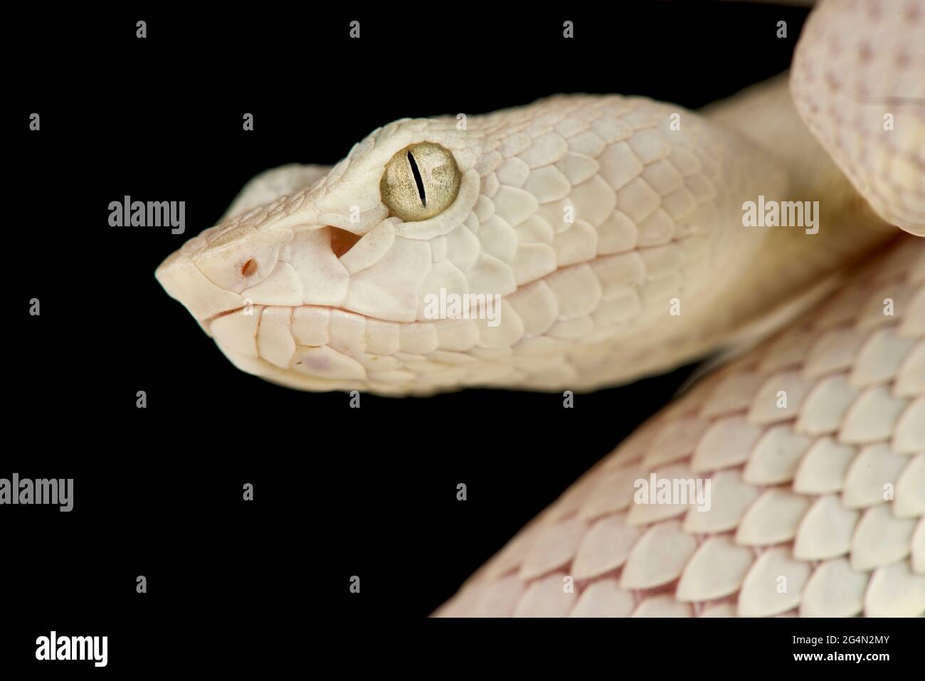 Batanes pit viper hi-res stock photography and images - Alamy