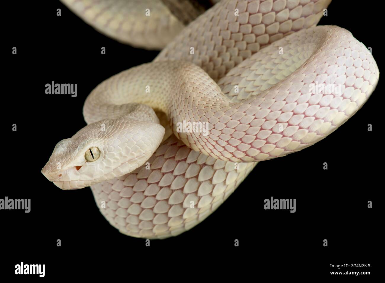 McGregor's pit viper (Trimeresurus mcgregori Stock Photo - Alamy