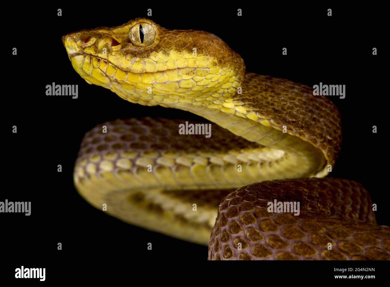 Batanes pit viper hi-res stock photography and images - Alamy