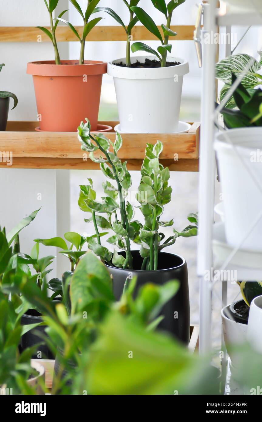 Seashell Devils Backbone, Seashell Zigzag Plant in the garden Stock ...