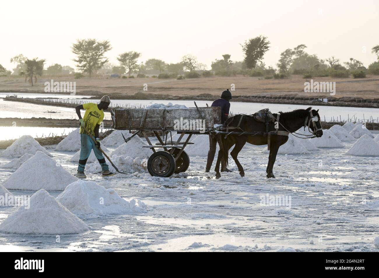 SENEGAL, Kaolack, salt works in saline, sea-salt pans in Saloum river ...