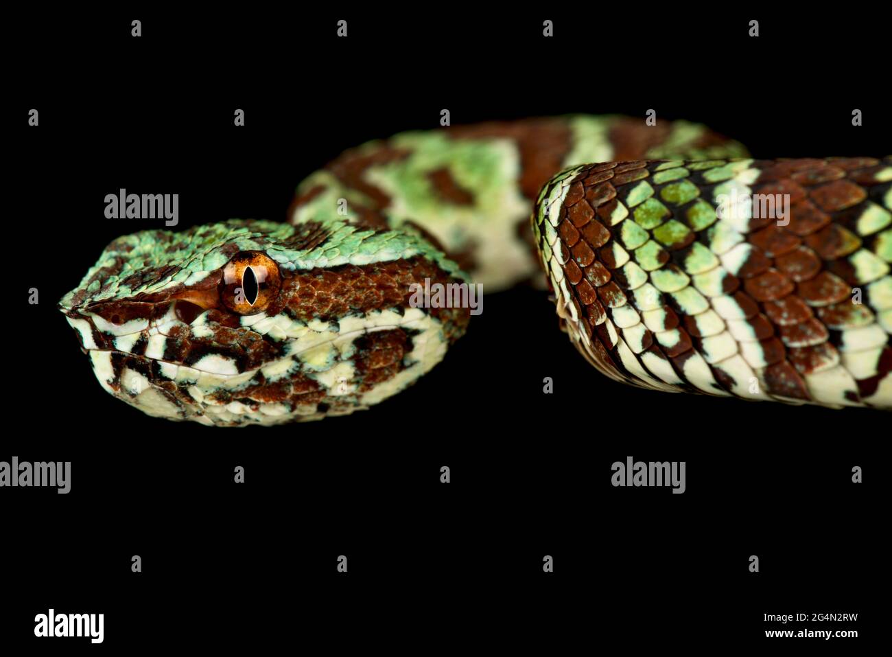Temple Pit Viper High Resolution Stock Photography and Images - Alamy