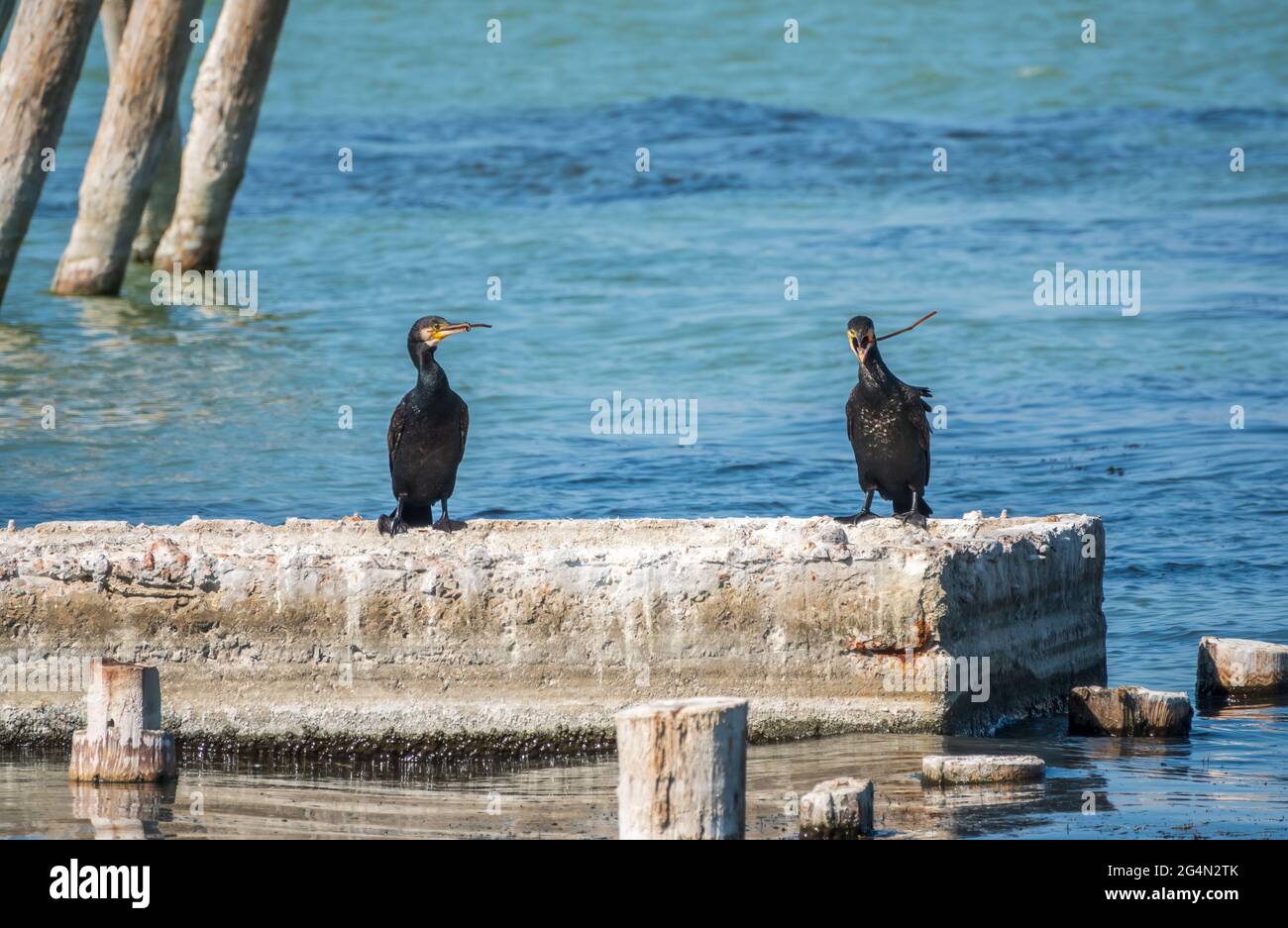 Two cormorants are pulling a stick. Two cormorants are playing on the ...