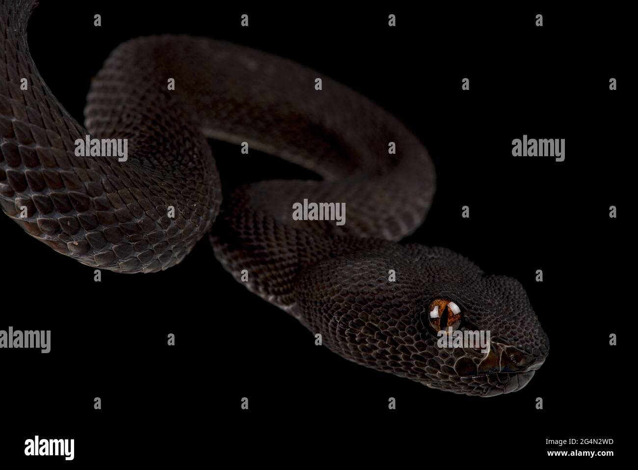 Purpureomaculatus hi-res stock photography and images - Alamy