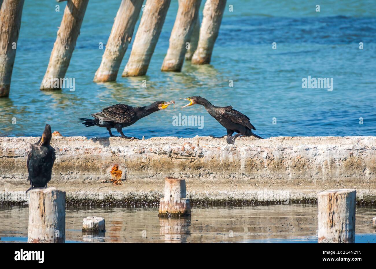 Two cormorants are pulling a stick. Two cormorants are playing on the ...