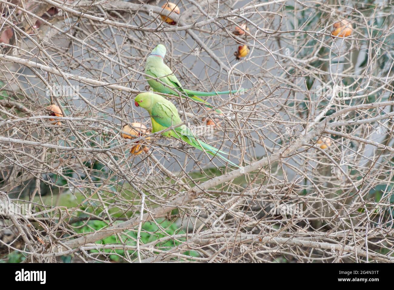 Two green parrot hi-res stock photography and images - Alamy