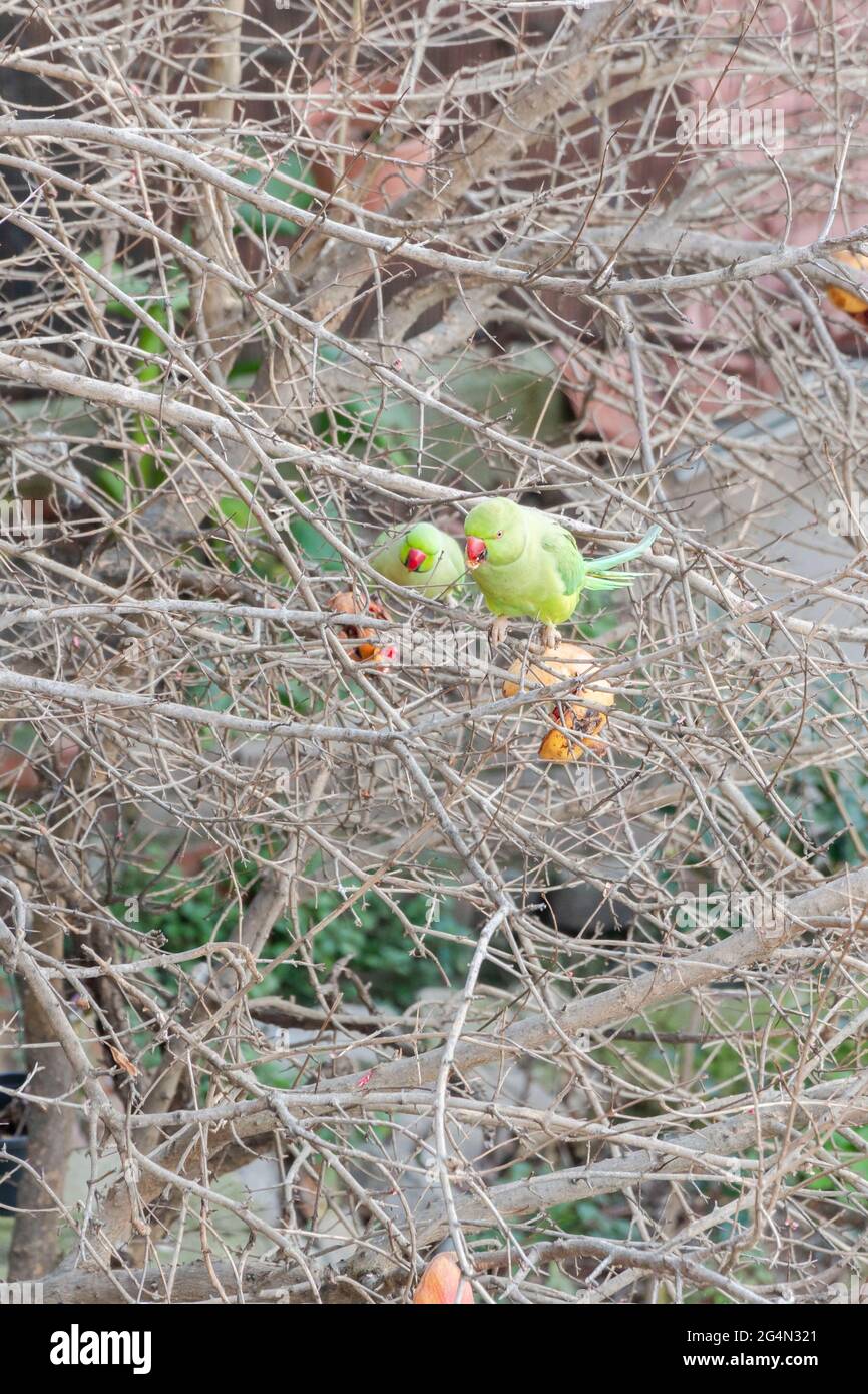 two green parrot birds on the pomegranate tree in winter Stock Photo ...
