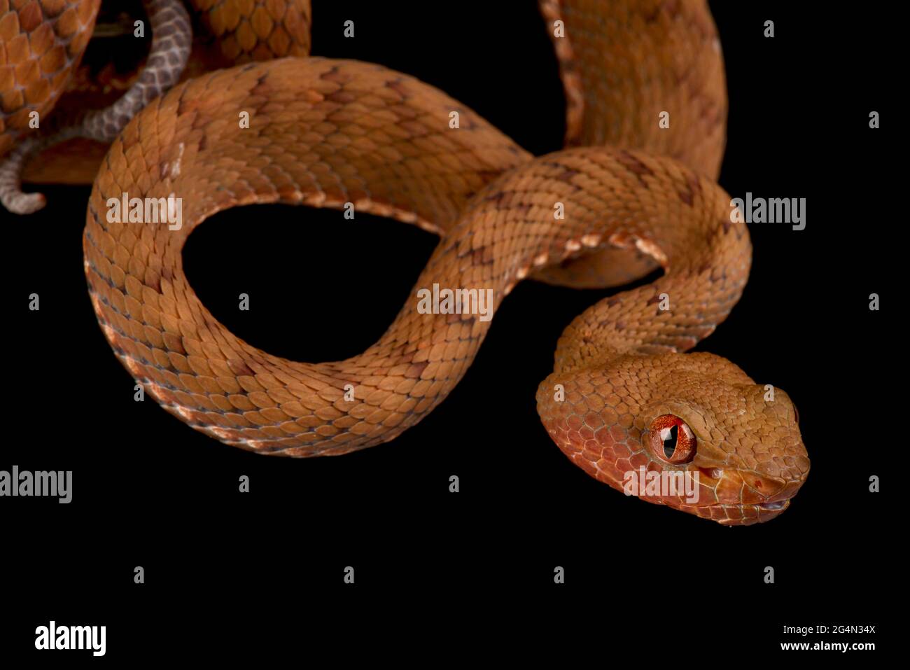 Philippine pitviper (Parias flavomaculatus Stock Photo - Alamy