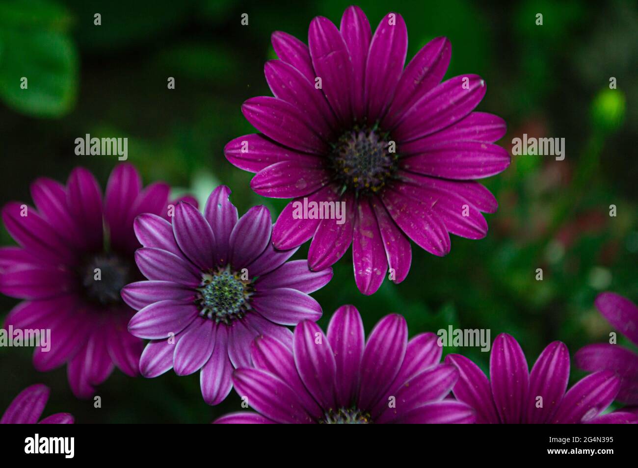 Purple magic flowers with green background in the garden Stock Photo ...
