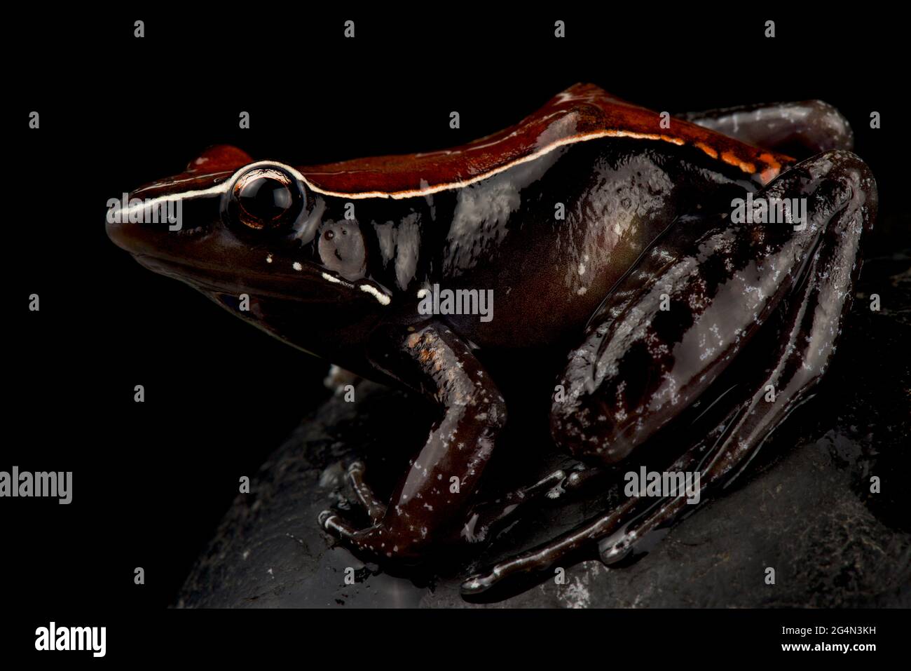 Hylarana hi-res stock photography and images - Alamy