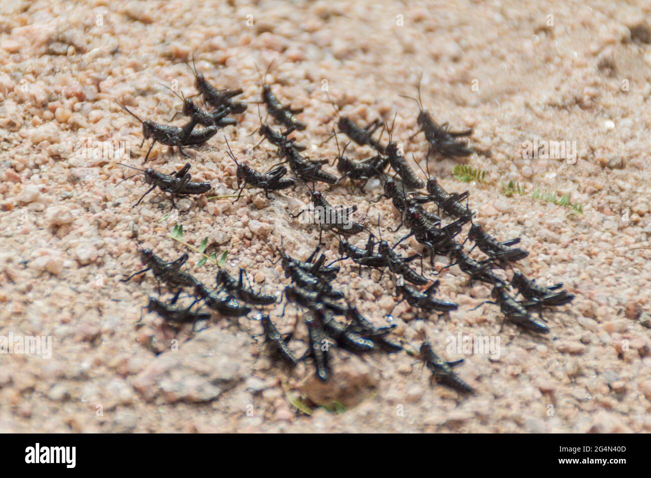 Swarm of grasshoppers in Quebrada del Colorado canyon near Cafayate ...