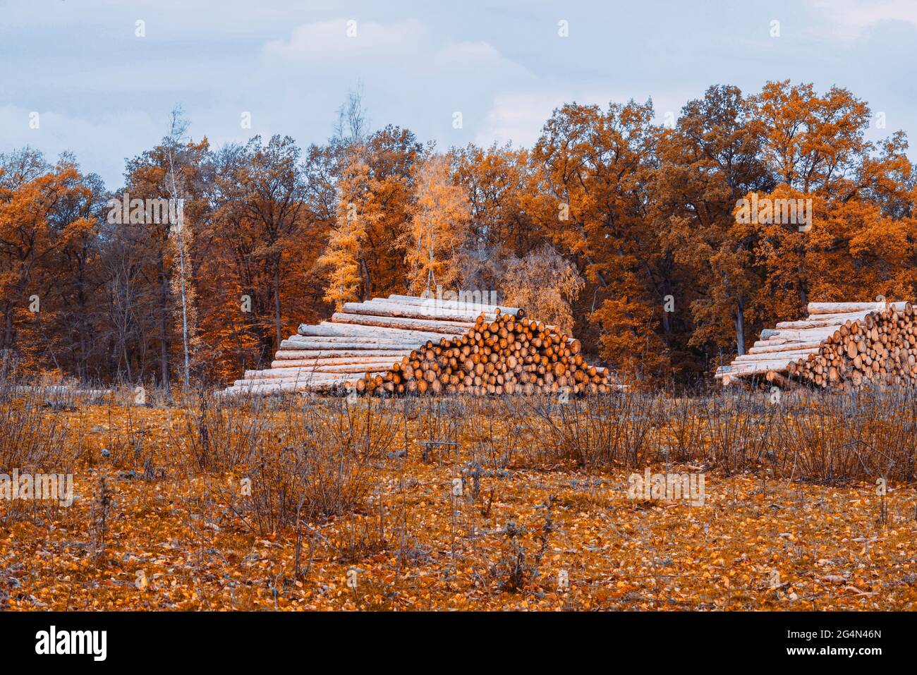 Logs stacked in forest for wood industry Stock Photo - Alamy