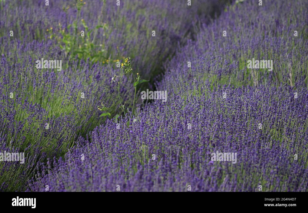 Double row Lavender field with Goose thistle Stock Photo - Alamy