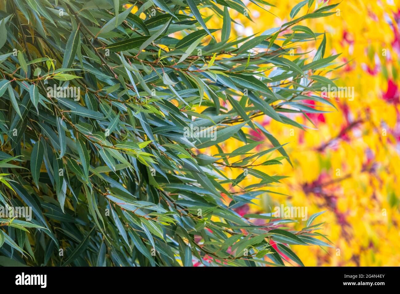 Willow or Salix Fragilis tree branches with fresh green leaves on blue ...