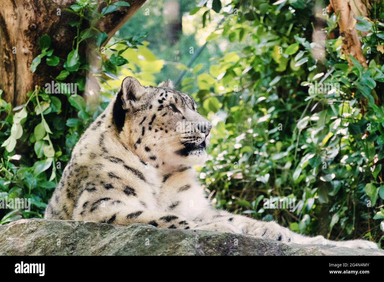Central Park Zoo has Snow Leopards, NYC, USA Stock Photo - Alamy