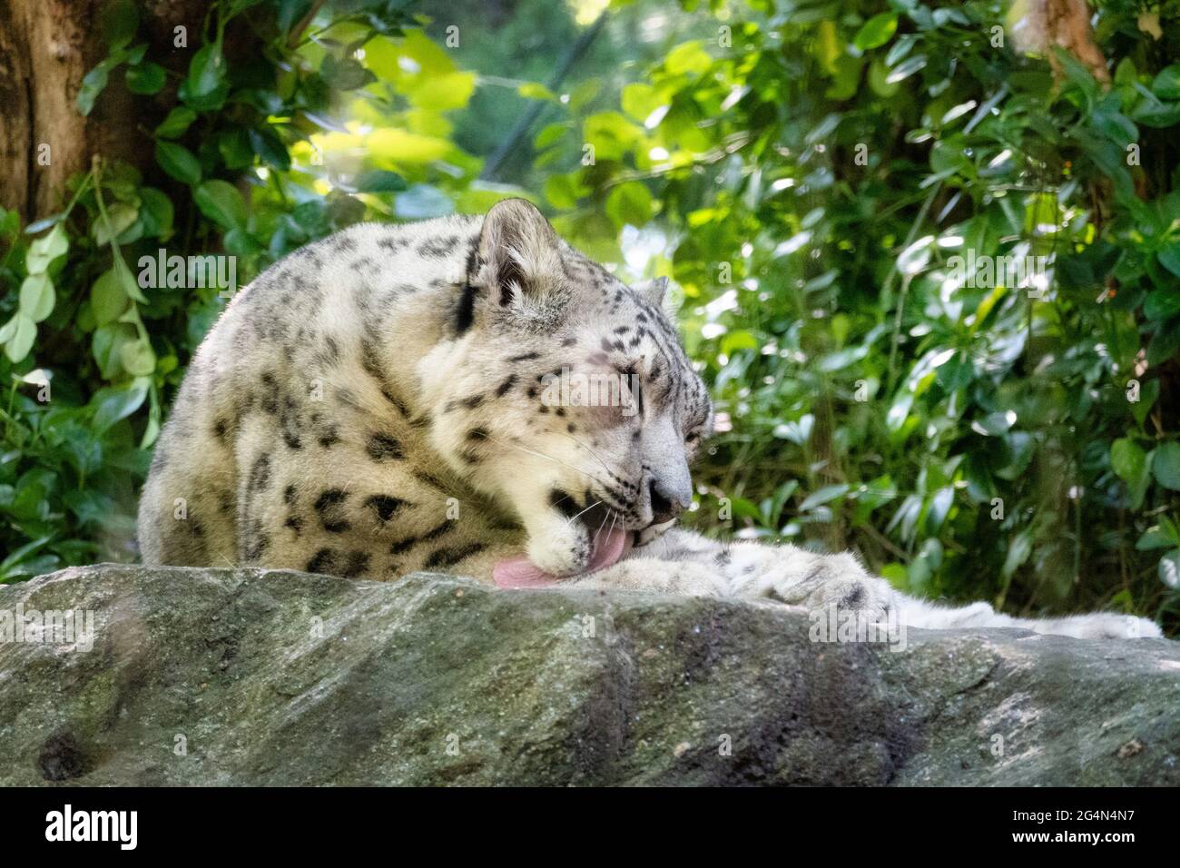 The central park zoo escape hi-res stock photography and images - Alamy