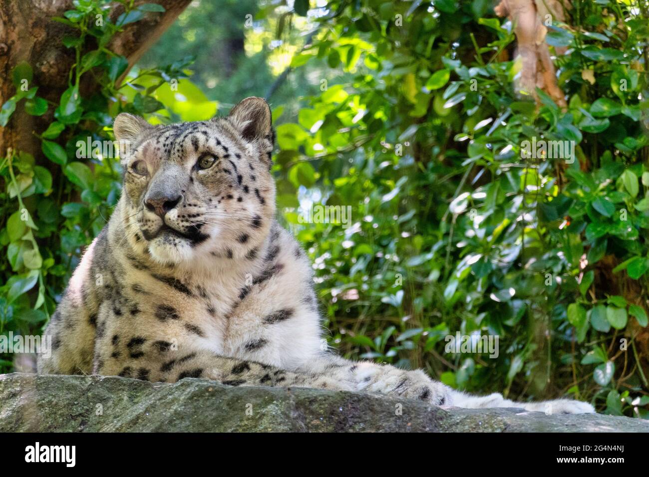 Central Park Zoo has Snow Leopards, NYC, USA Stock Photo - Alamy