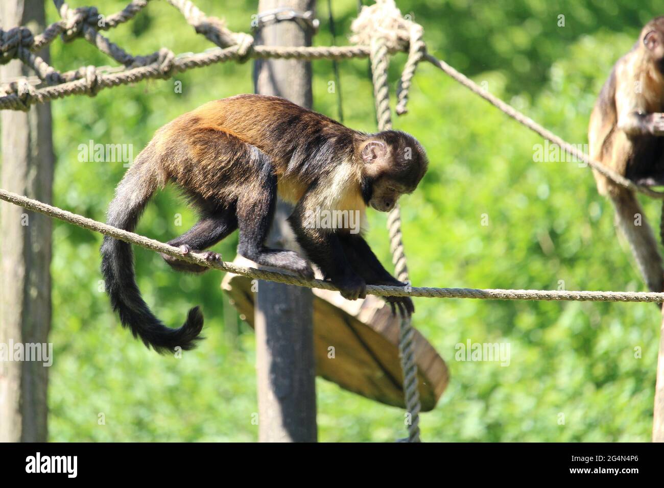 A closeup of a funny black-horned capuchin moving along a rope Stock ...