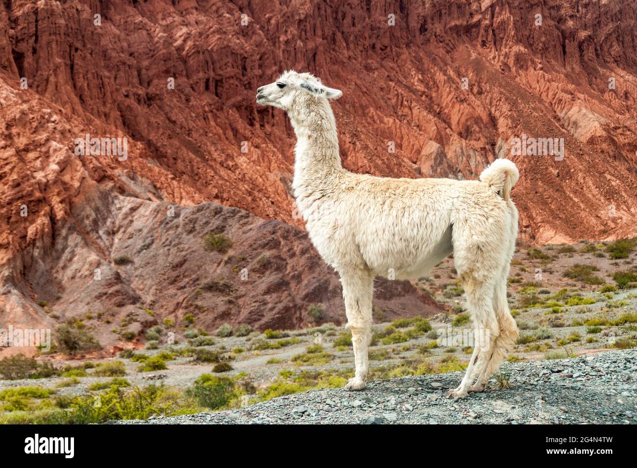 White lama in front of colorful rock formations near Purmamarca village ...