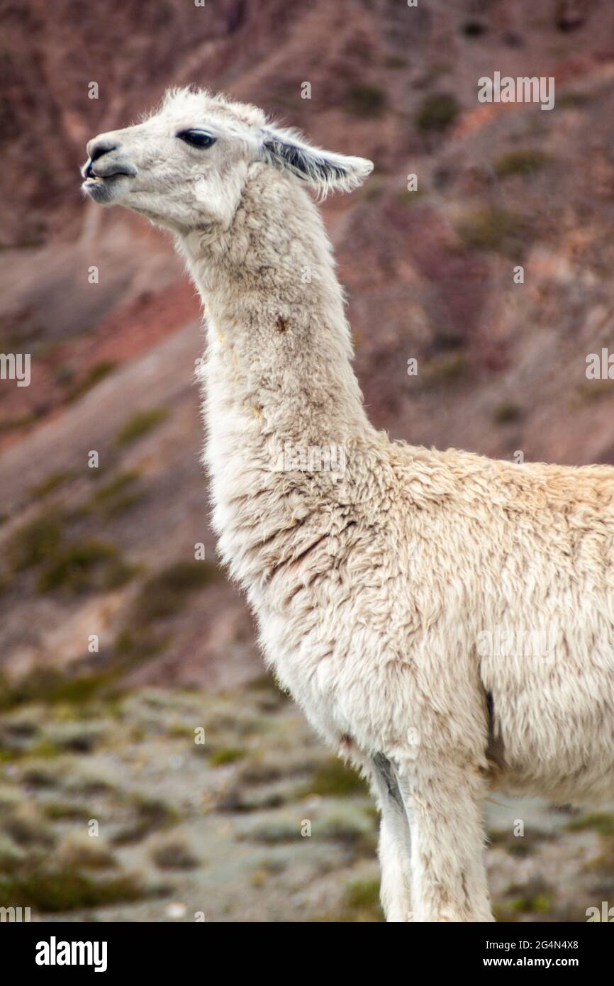 White lama in front of colorful rock formations near Purmamarca village ...