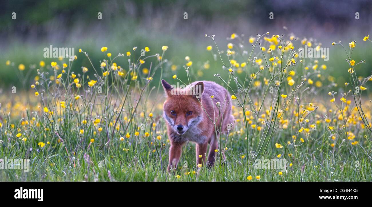 Red fox hiding behind grass hi-res stock photography and images - Alamy
