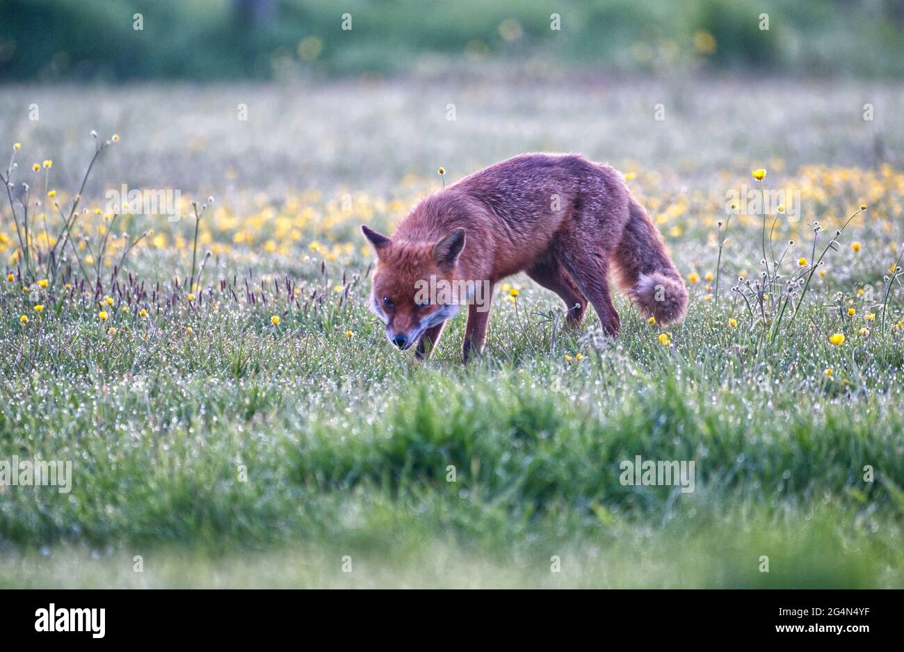 Red fox hiding behind grass hi-res stock photography and images - Alamy