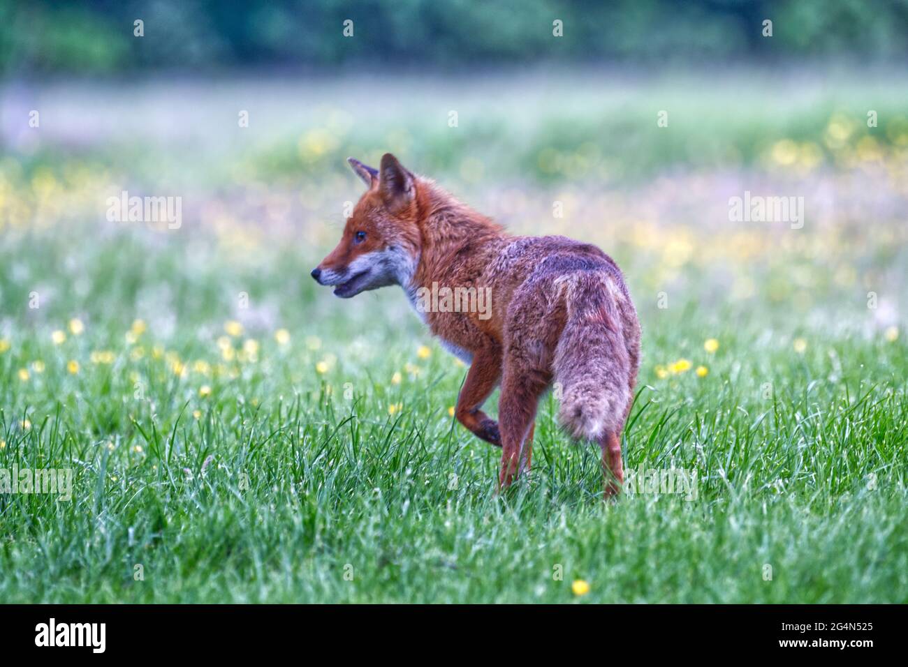 Snarling fox hi-res stock photography and images - Alamy