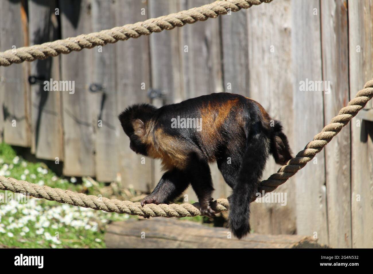 A side view of a cute monkey crawling on the rope Stock Photo - Alamy