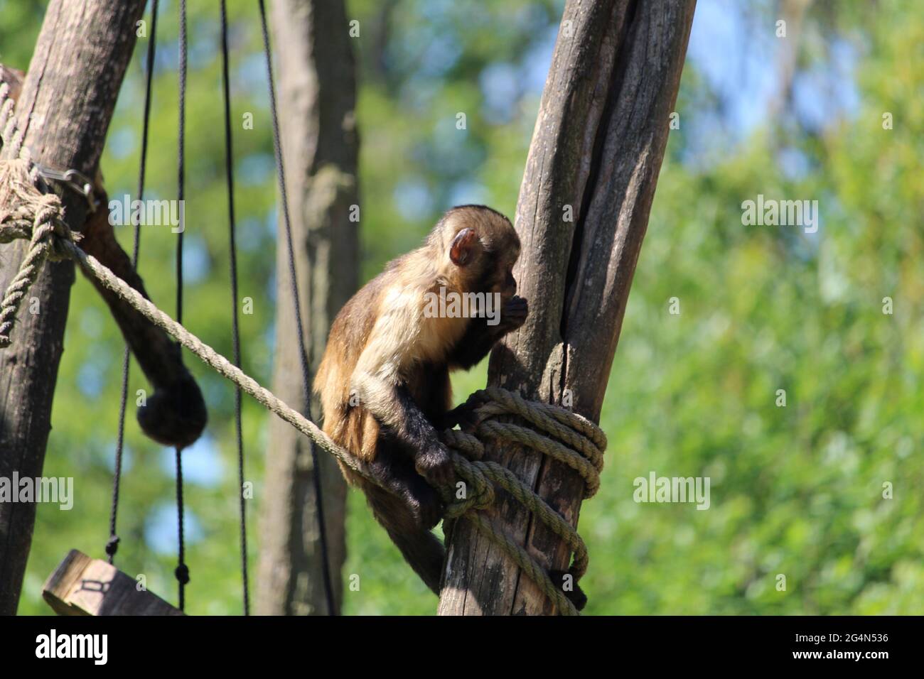 A funny monkey on the tree with ropes in the zoo Stock Photo - Alamy