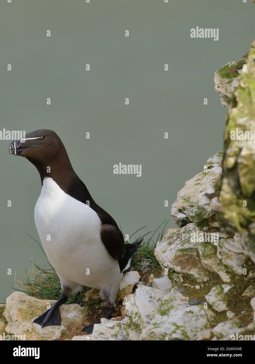 Razorbill, Alca torda, on RSPB Bempton Cliffs, Cliff Ln, Bridlington ...