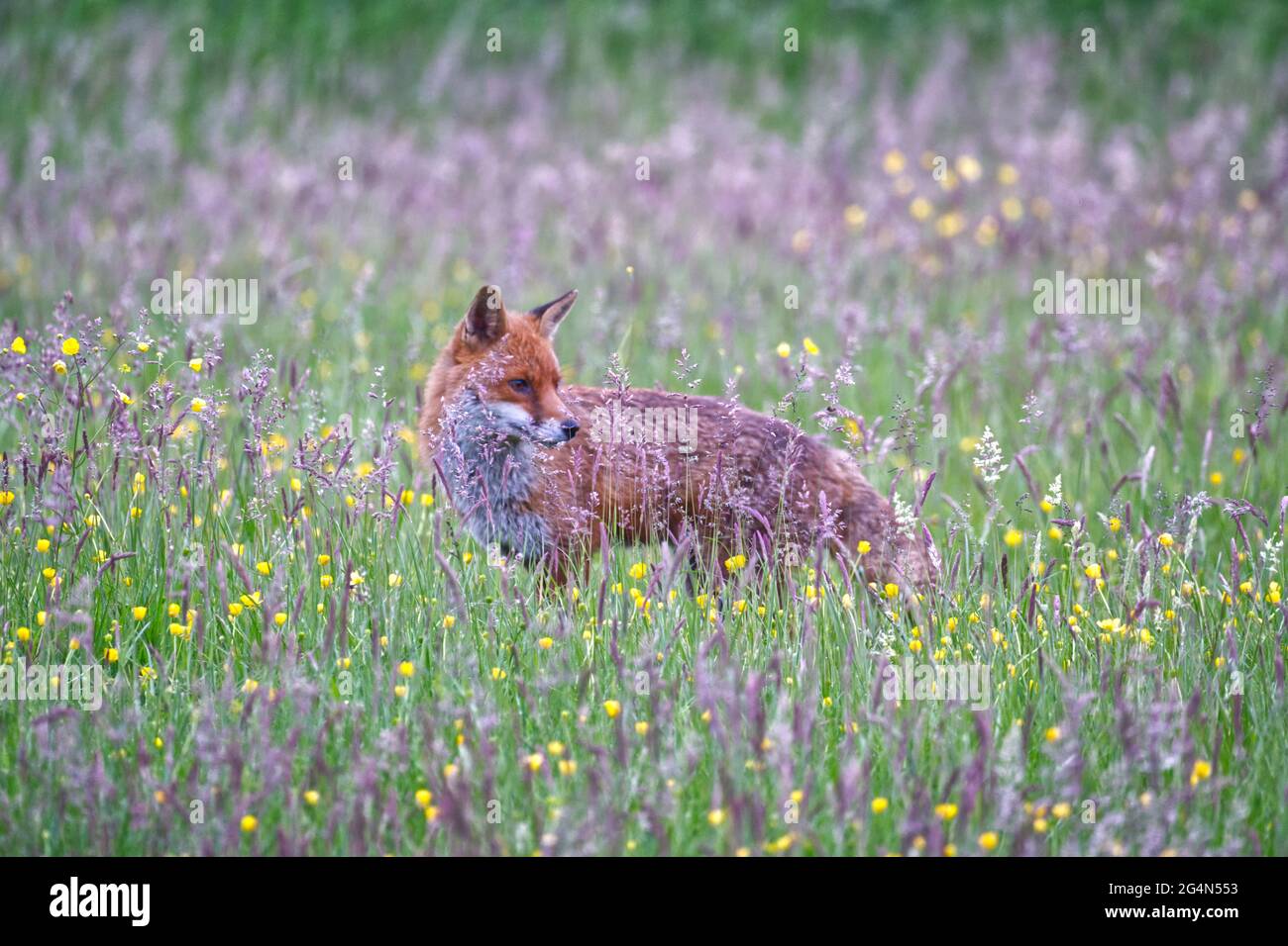 Vulpes vulpes red fox snarling hi-res stock photography and images - Alamy