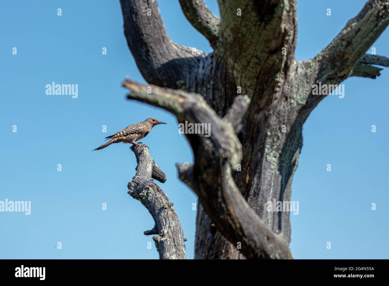 Elegant bird up close Stock Photo - Alamy