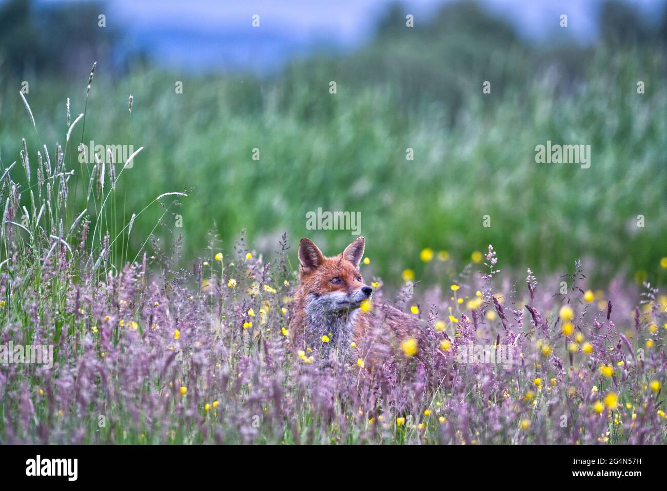 Snarling fox hi-res stock photography and images - Alamy