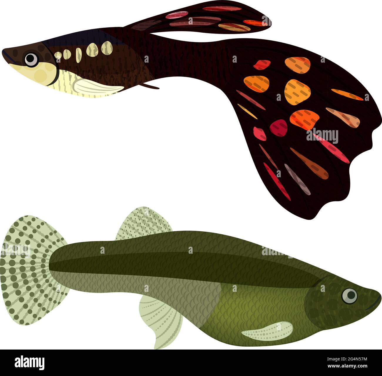 Guppy fishes Stock Vector Images - Alamy