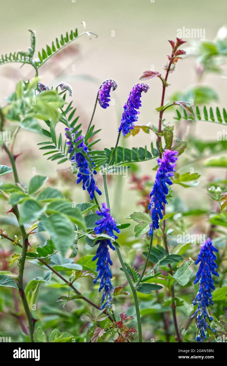 Nitrogen fixing hi-res stock photography and images - Alamy