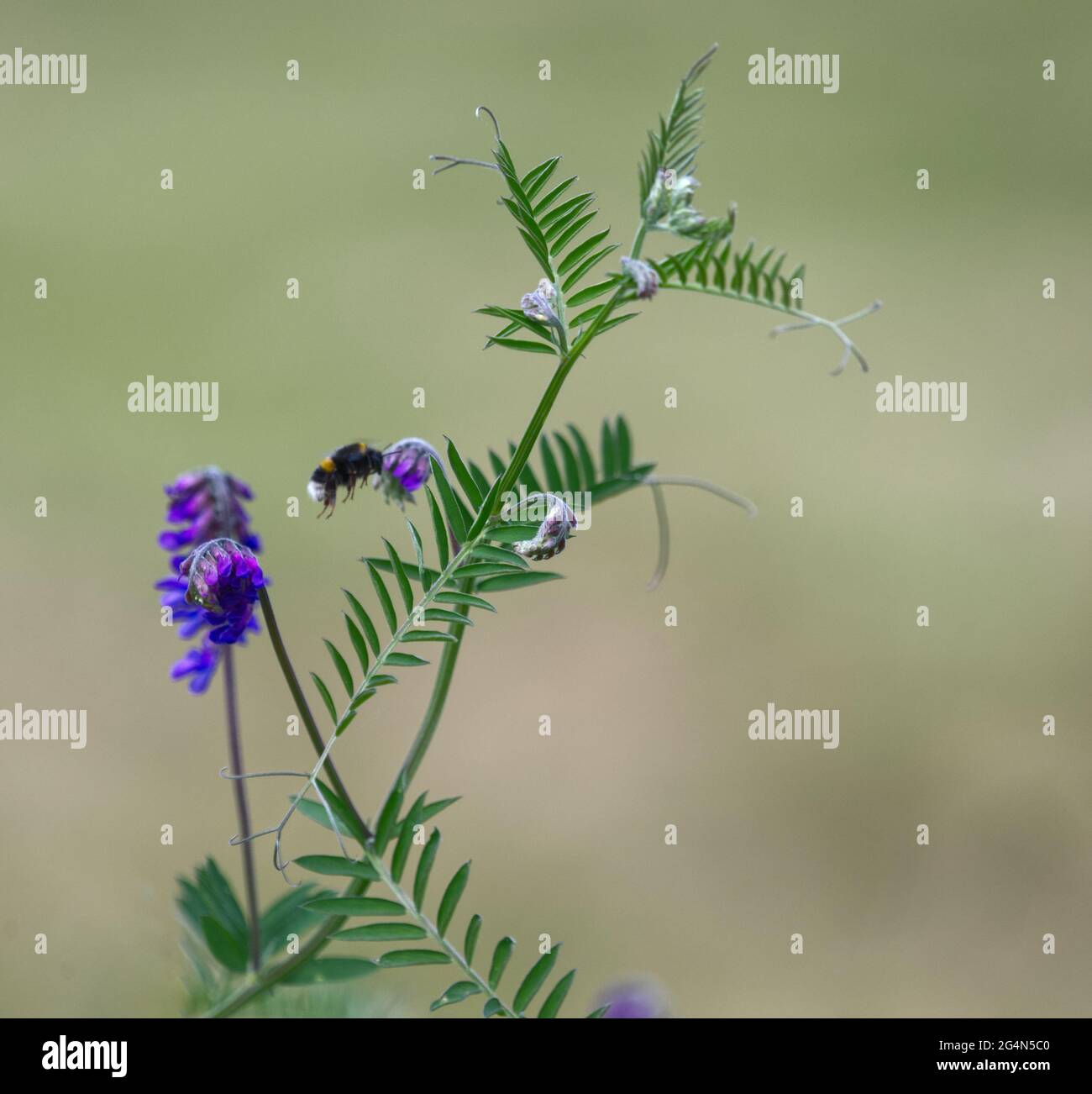 Plant of the leguminous pea family hi-res stock photography and images ...