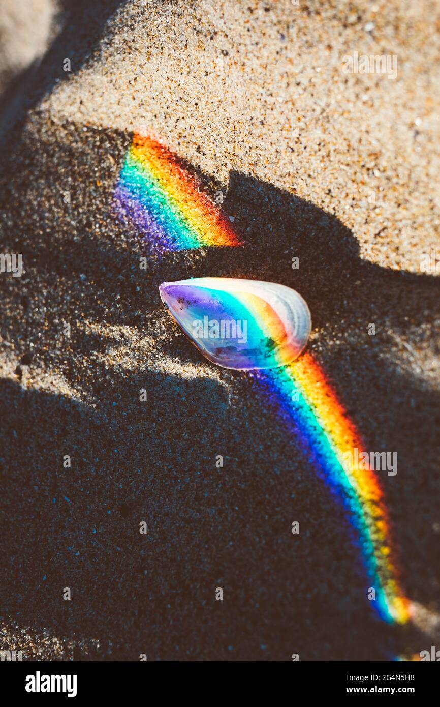 Seashell on sandy seashore with rainbow spectral light reflection Stock ...