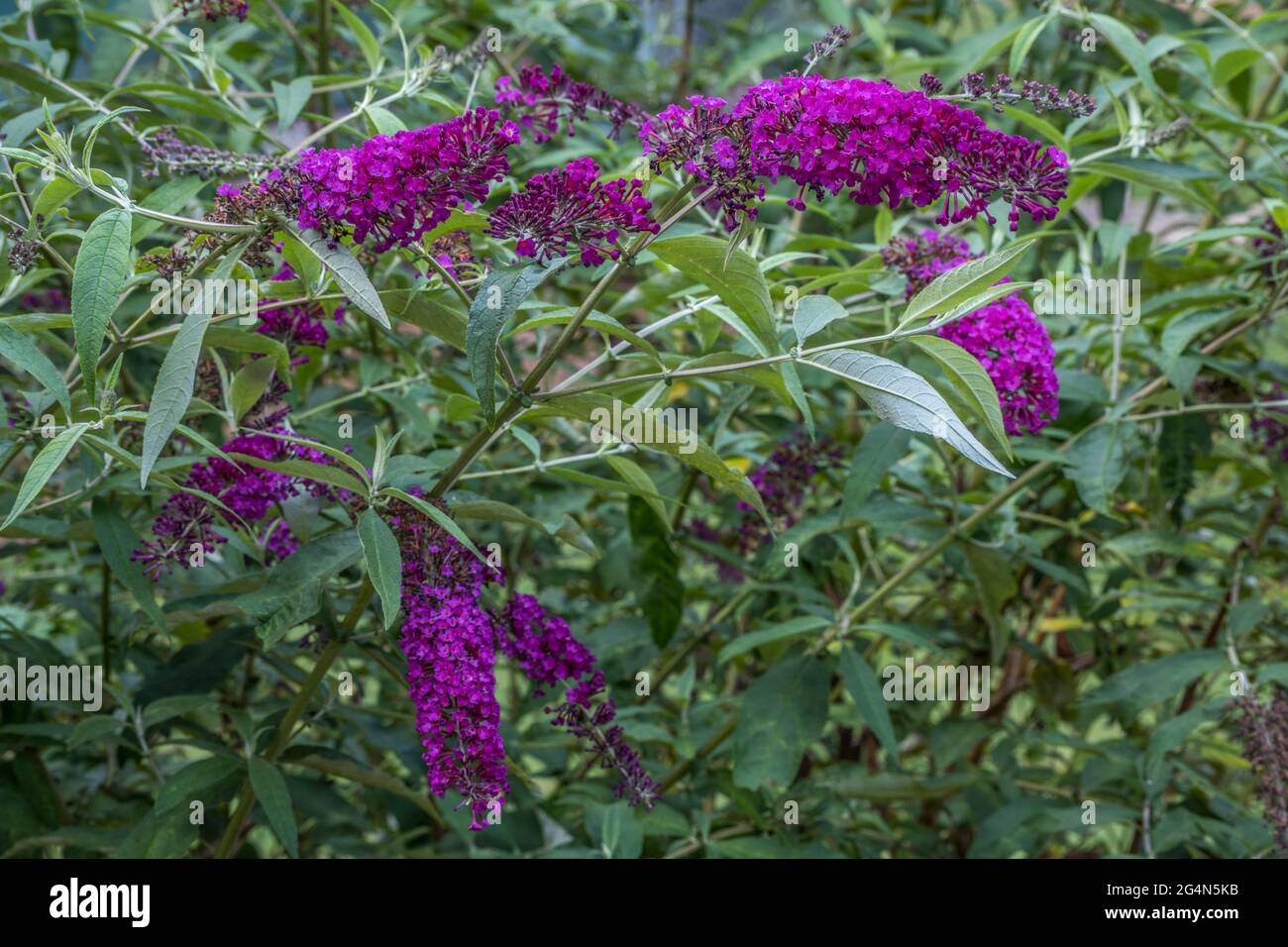 Attract bees and butterfly hi-res stock photography and images - Alamy