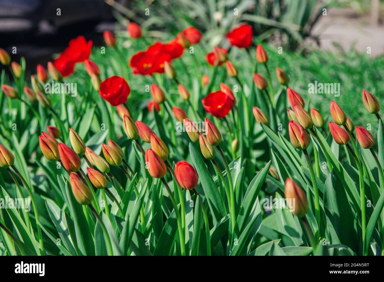 Tulip buds hi-res stock photography and images - Alamy